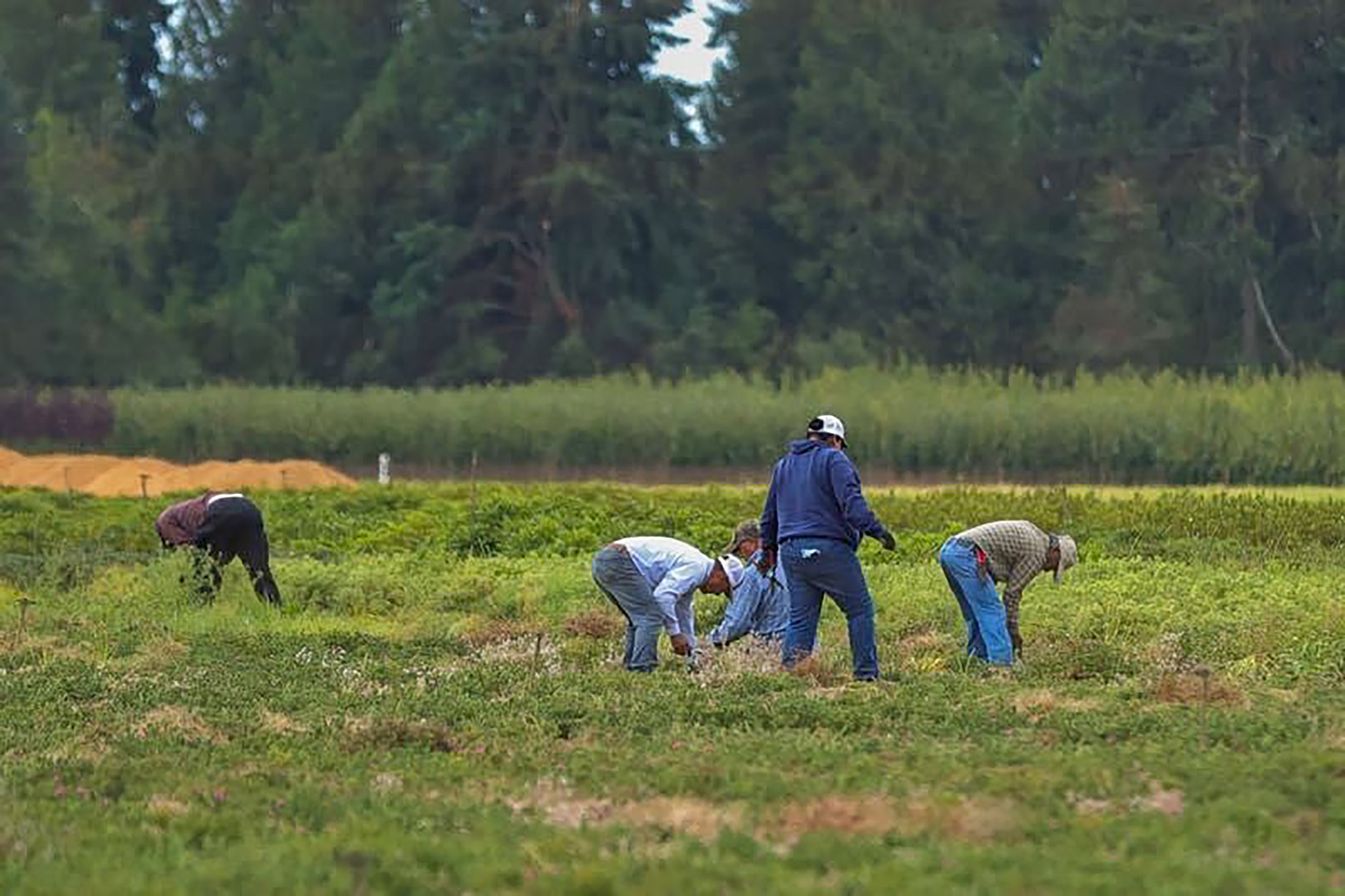 ‘People are afraid’: Farmworker anxiety, PCUN’s support rises amid ...