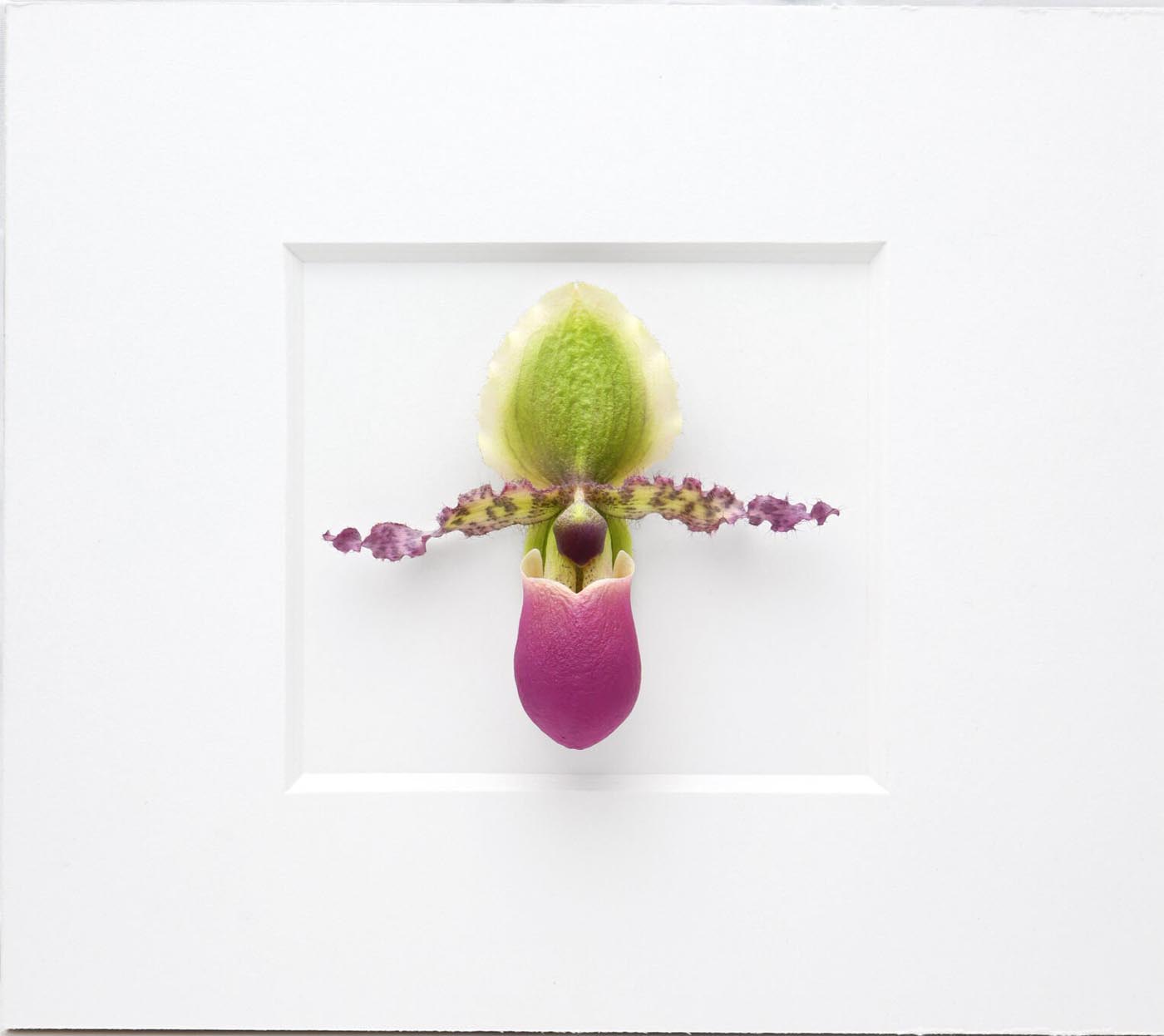 Artist and naturalist Christopher Marley shows off ‘Exquisite Creatures ...